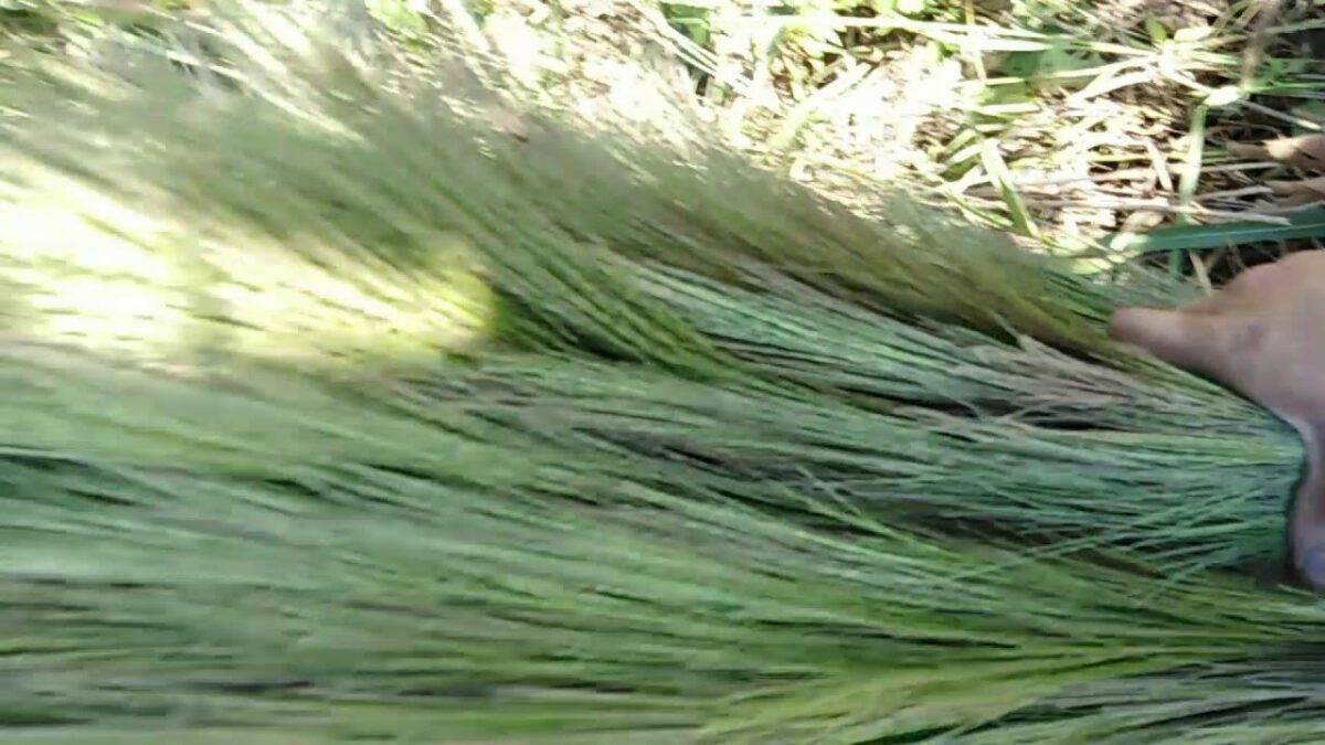 Cây chổi quét nhà và những câu hỏi liên quan - Văn phòng phẩm Sơn Ca